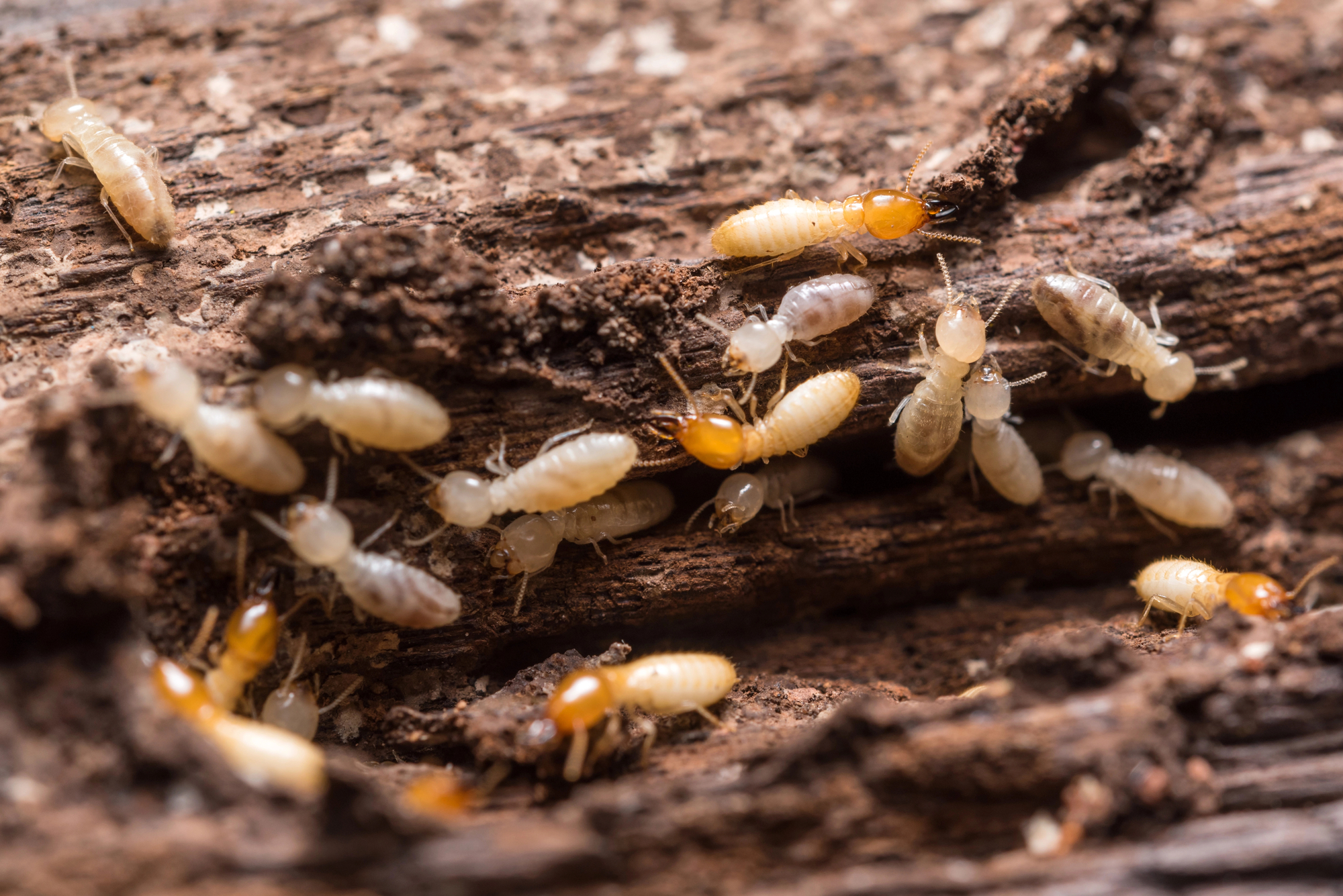 Protect Your Home from Termites | Big Easy Siding